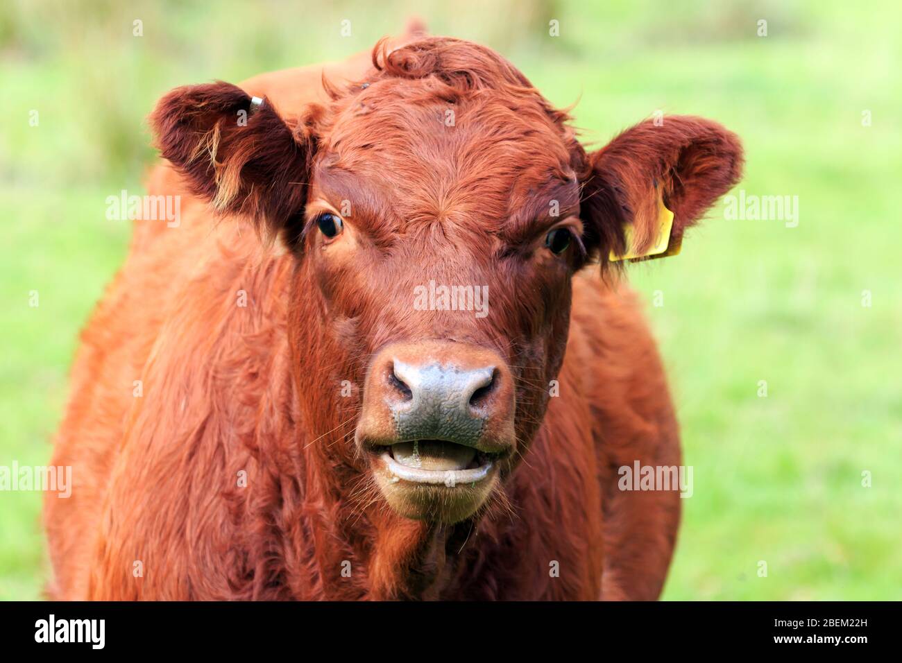 Animal mouth open cow hi-res stock photography and images - Alamy