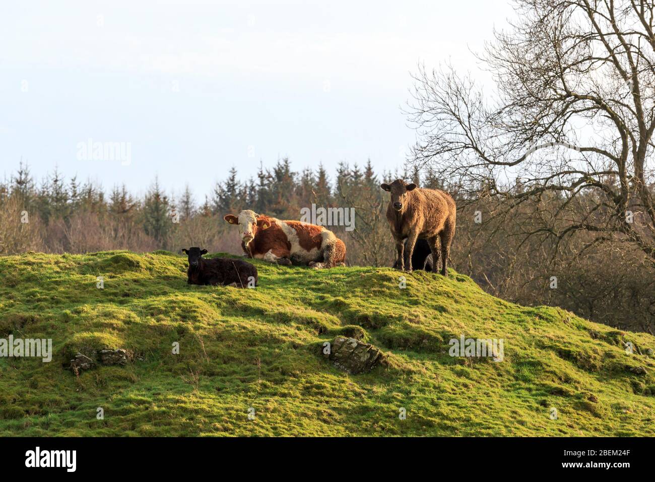 Group of domestic animals mixed hi-res stock photography and images - Alamy