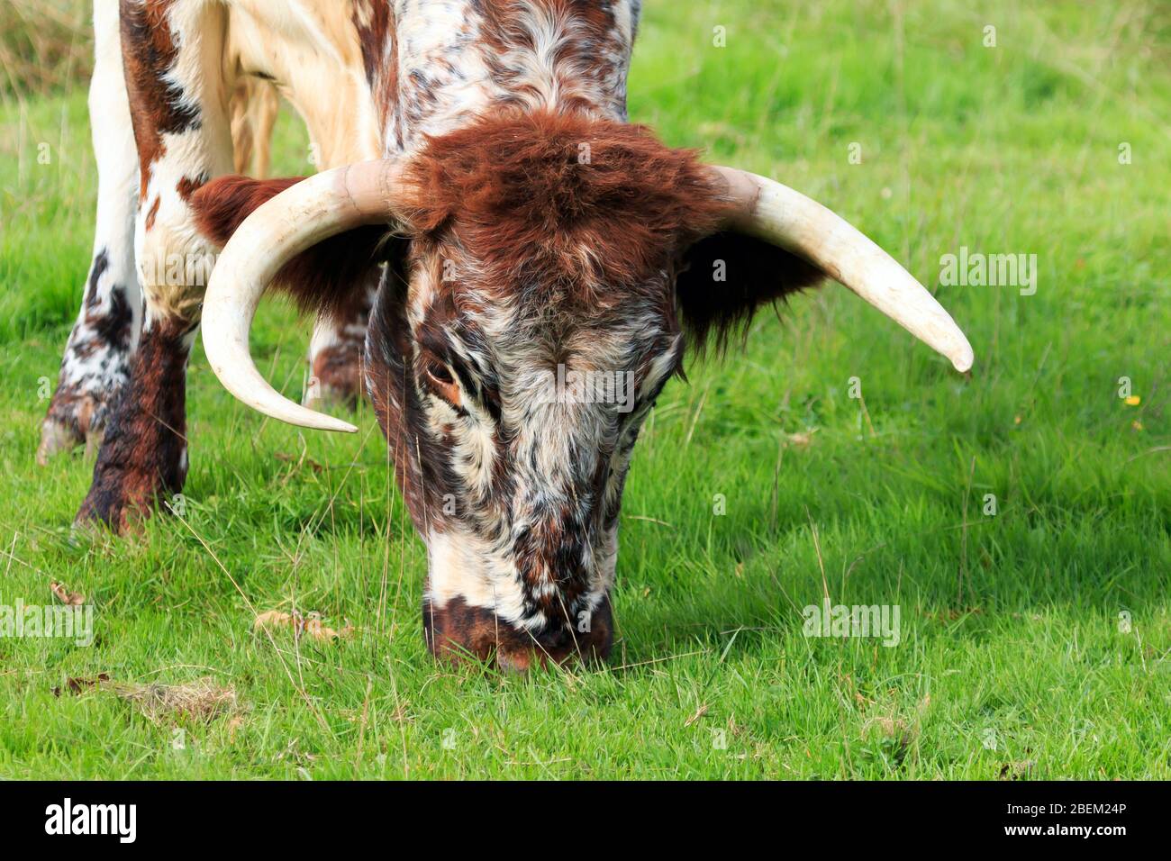 Close up on the head of a rare breed Longhorn Cow grazing Stock Photo ...