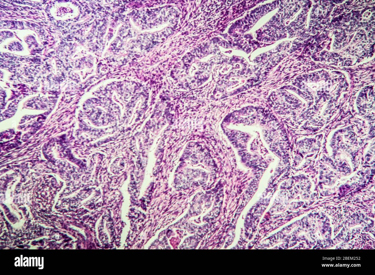 Stomach histology gastric hi-res stock photography and images - Alamy