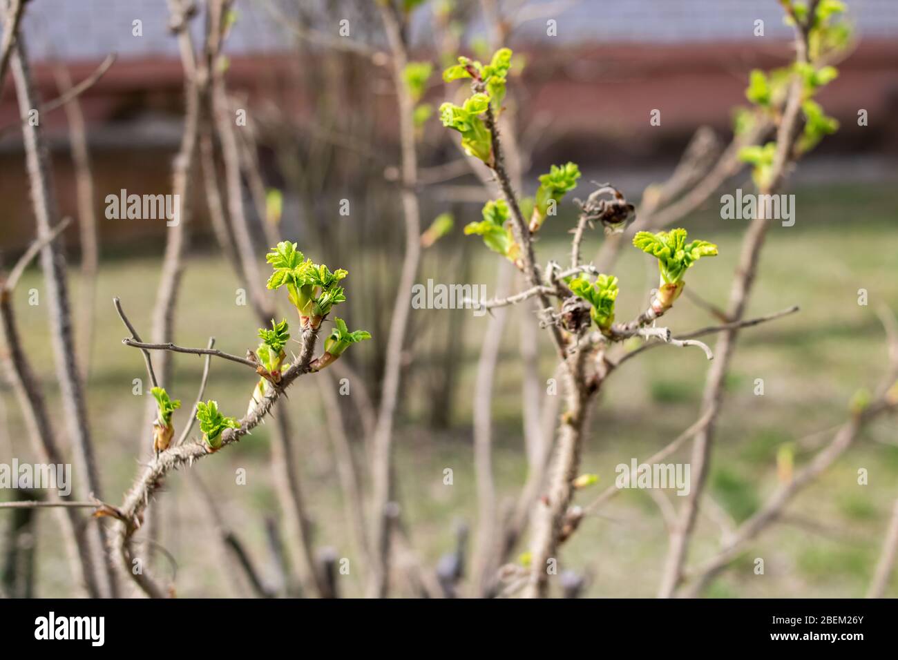 Rosehip leaf hi-res stock photography and images - Alamy