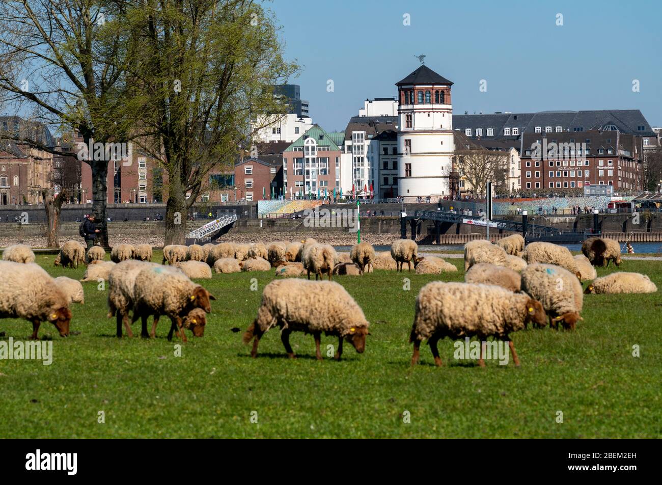 Sheep behind hi-res stock photography and images - Alamy