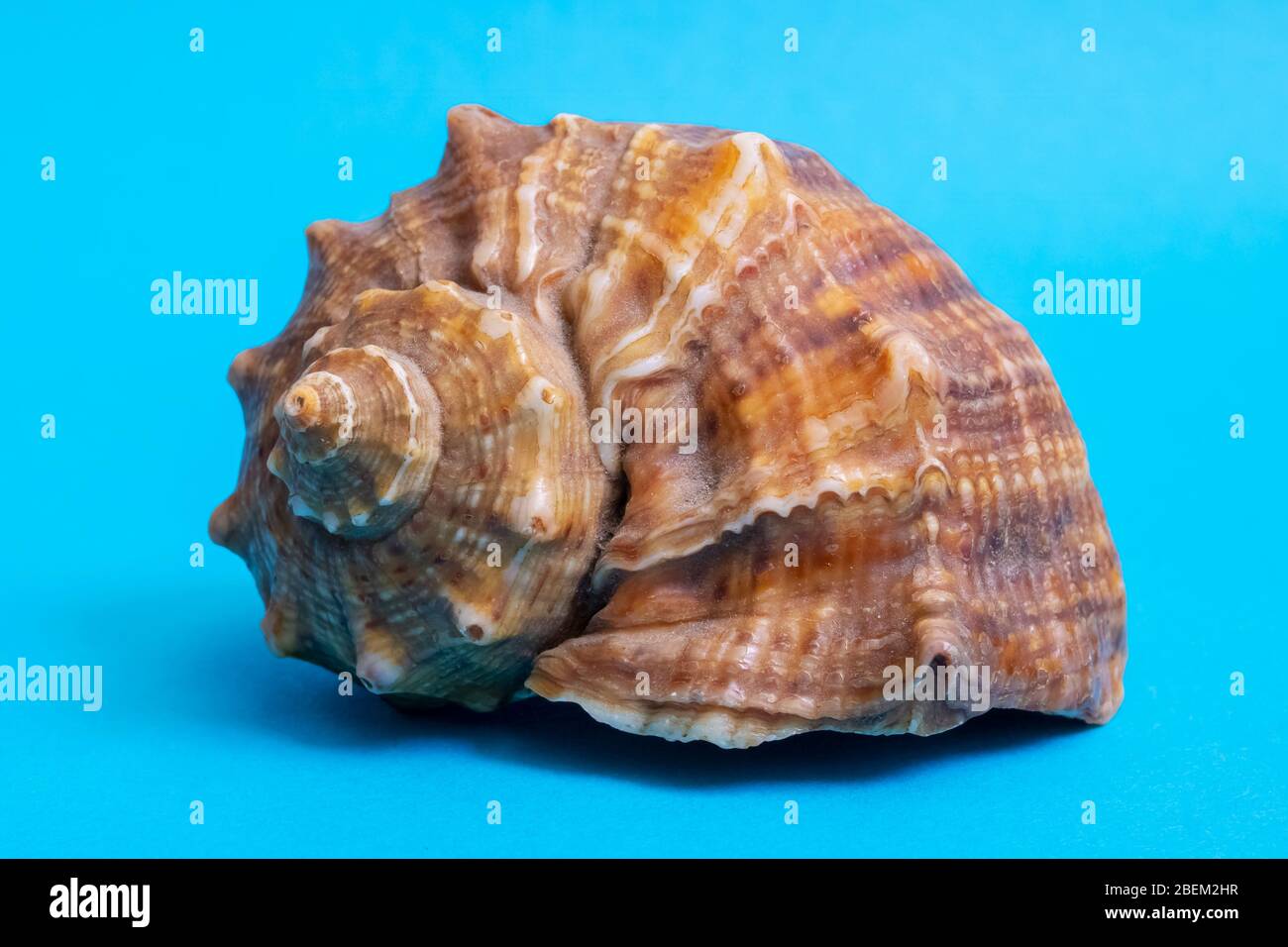 Seashell Beach Colours High Resolution Stock Photography and Images - Alamy