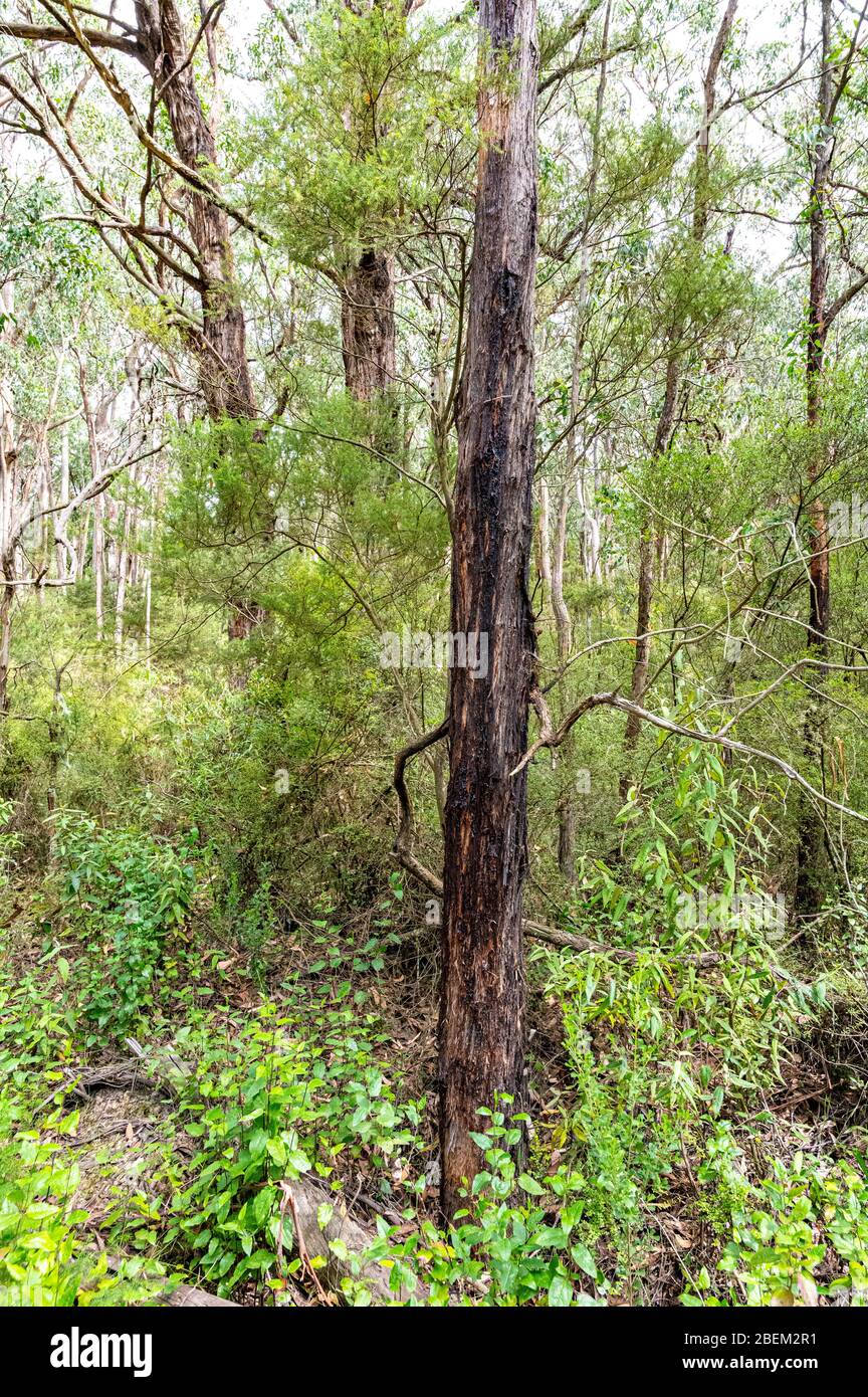 Regrowth of trees following the forest fires of 2019 and 2020, Great ...