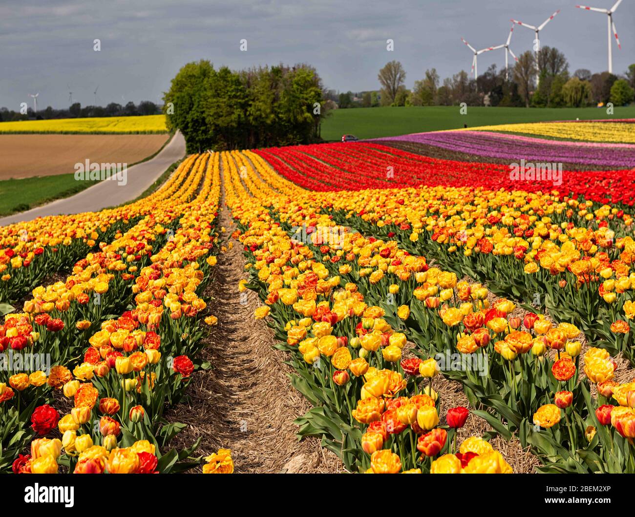 Tulip field, Europe, Germany, North Rhine-Westphalia, Grevenbroich ...
