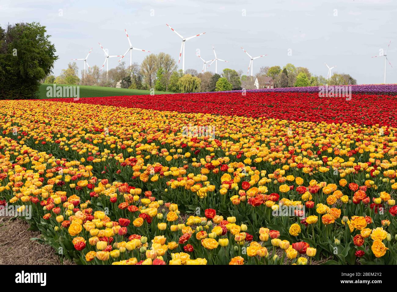 Tulip field, Europe, Germany, North Rhine-Westphalia, Grevenbroich ...