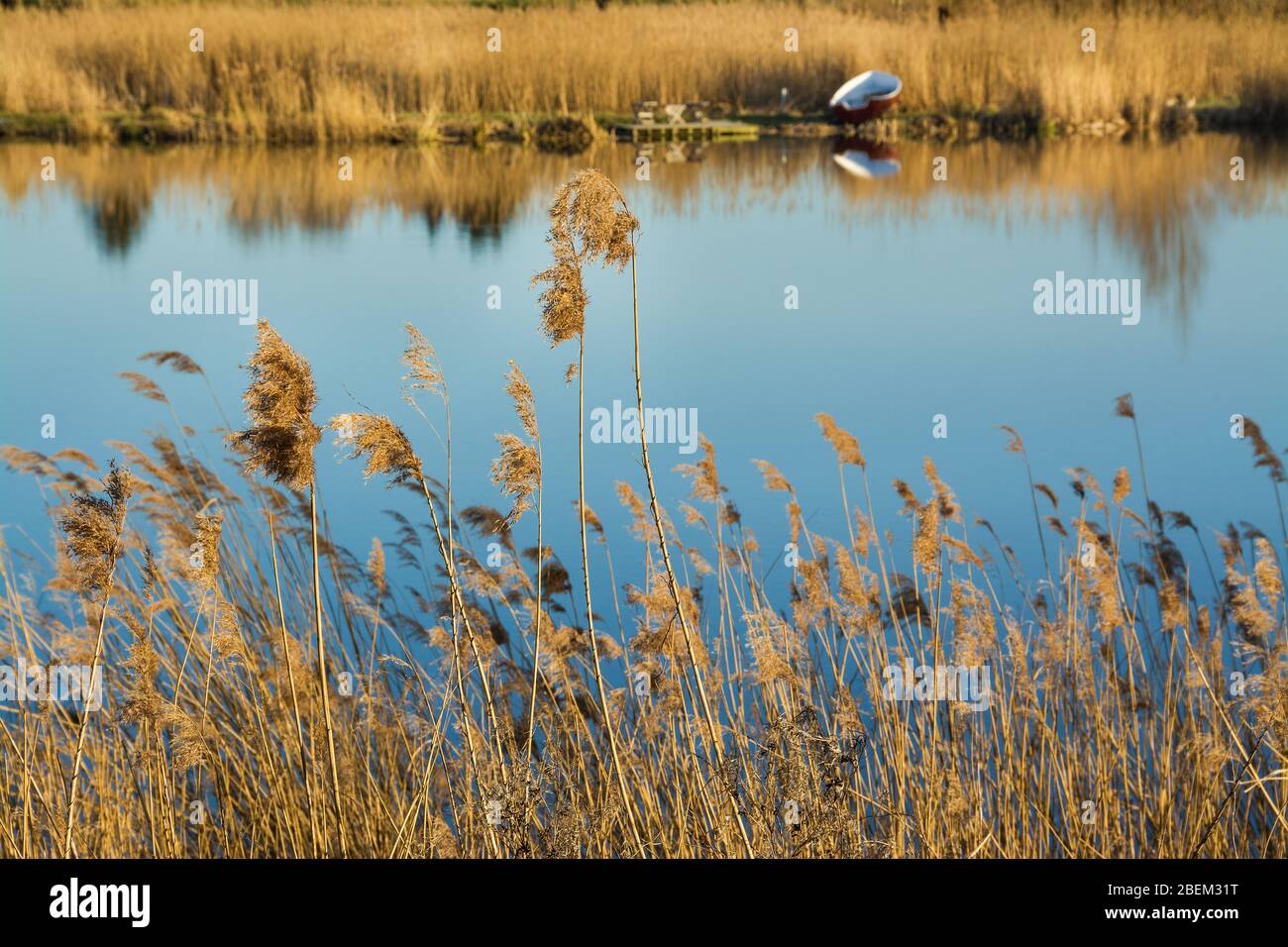 River reeds hi-res stock photography and images - Alamy