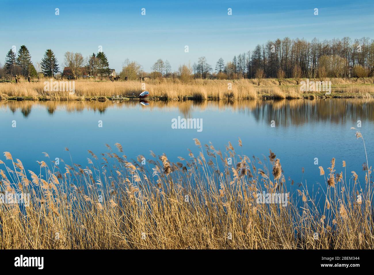River reeds hi-res stock photography and images - Alamy