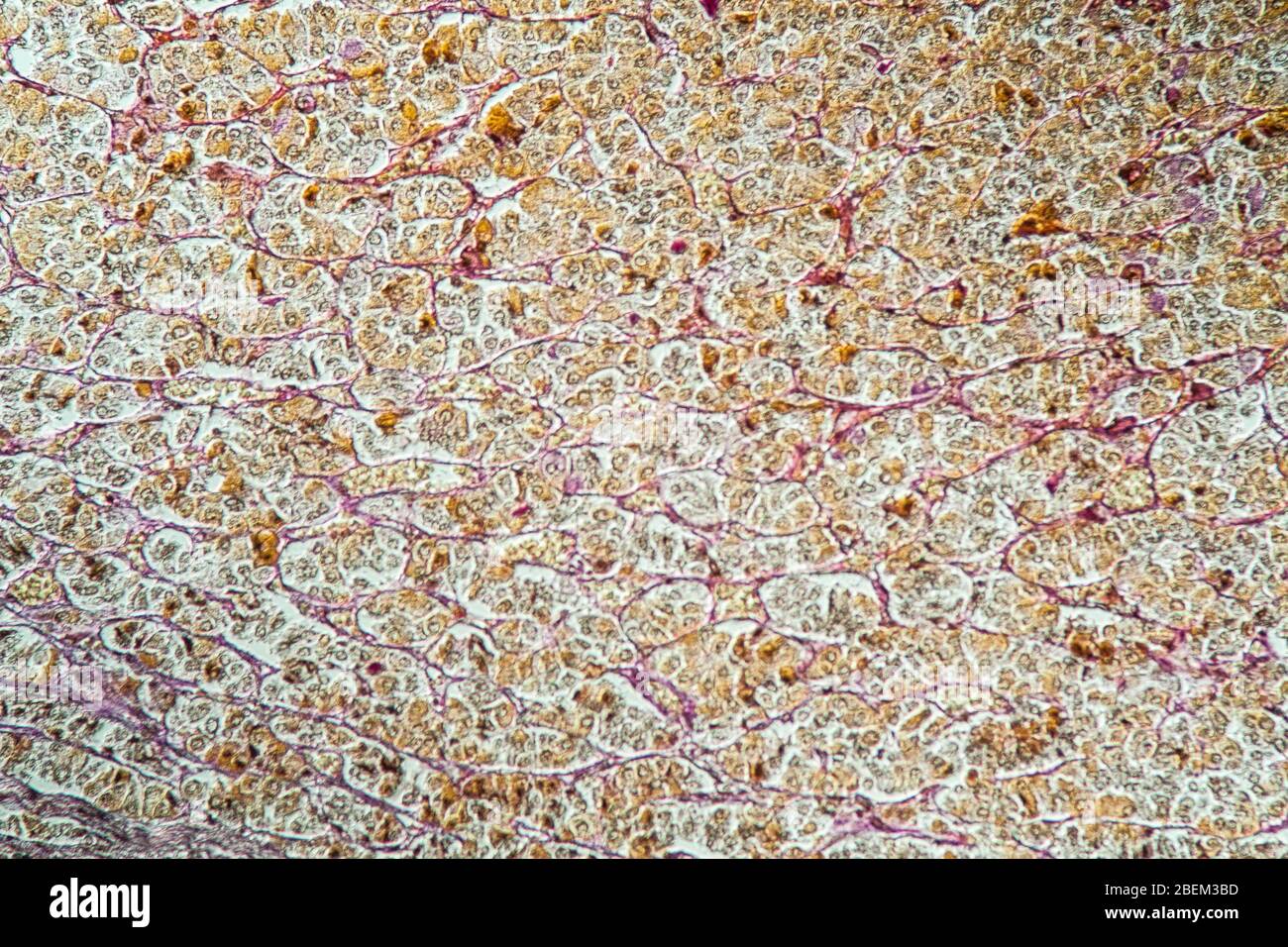 Pituitary gland histology hi-res stock photography and images - Alamy