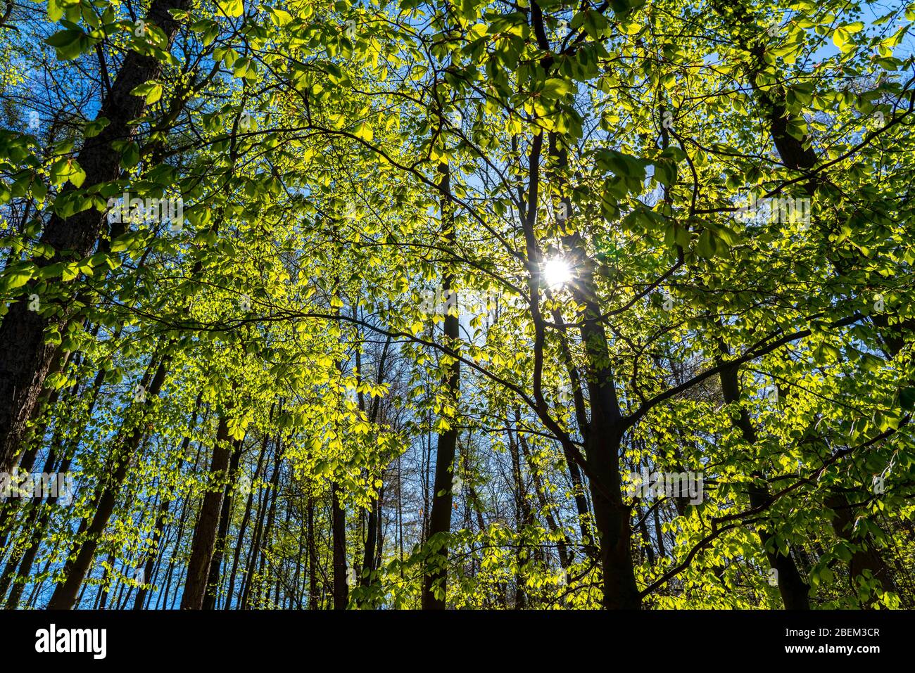 Spring, forest near Ratingen, spring sun, first leaves on trees, NRW ...