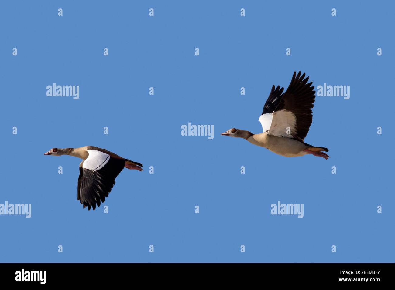 Nile geese hi-res stock photography and images - Alamy