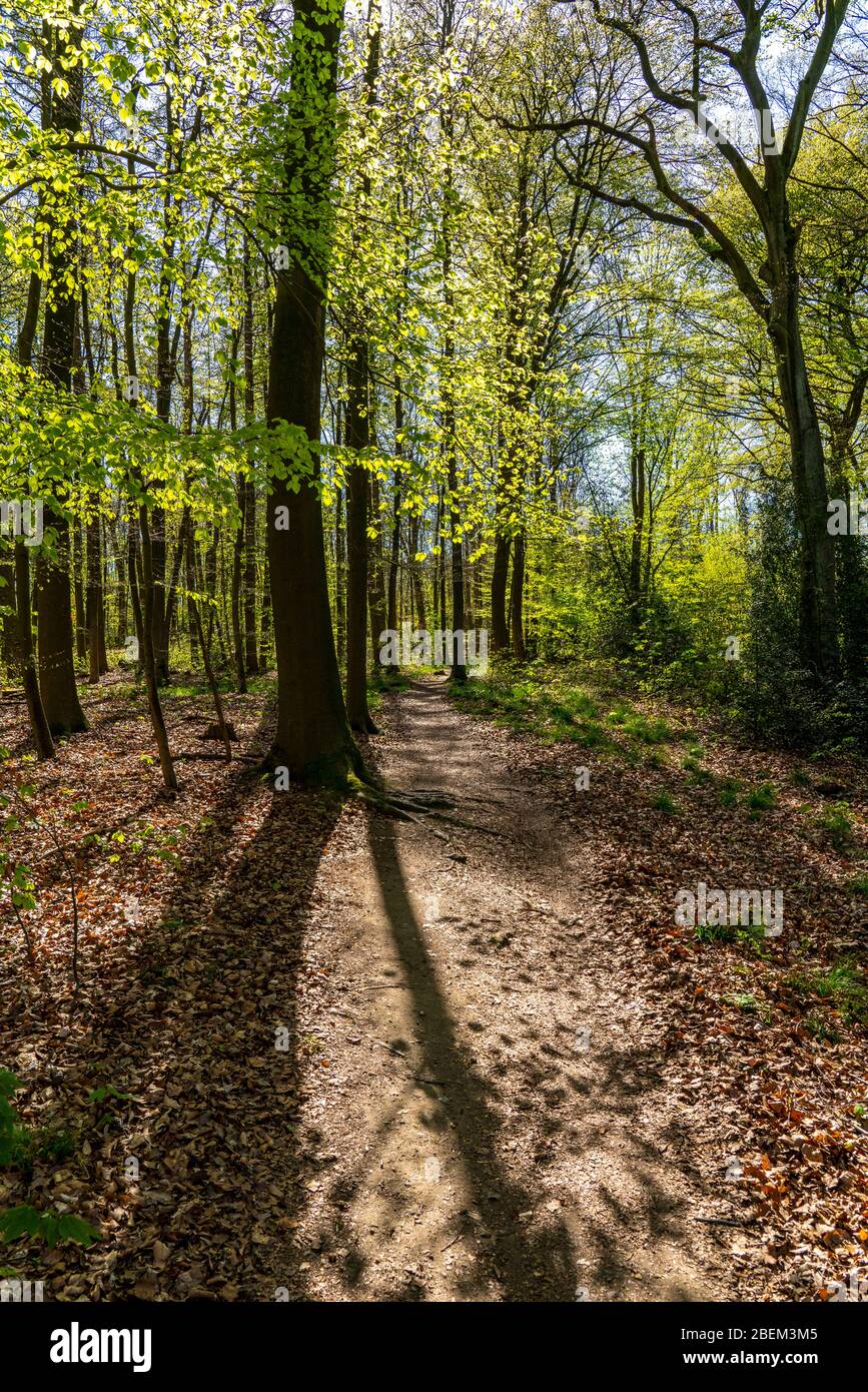Deciduous forest on spring hi-res stock photography and images - Alamy