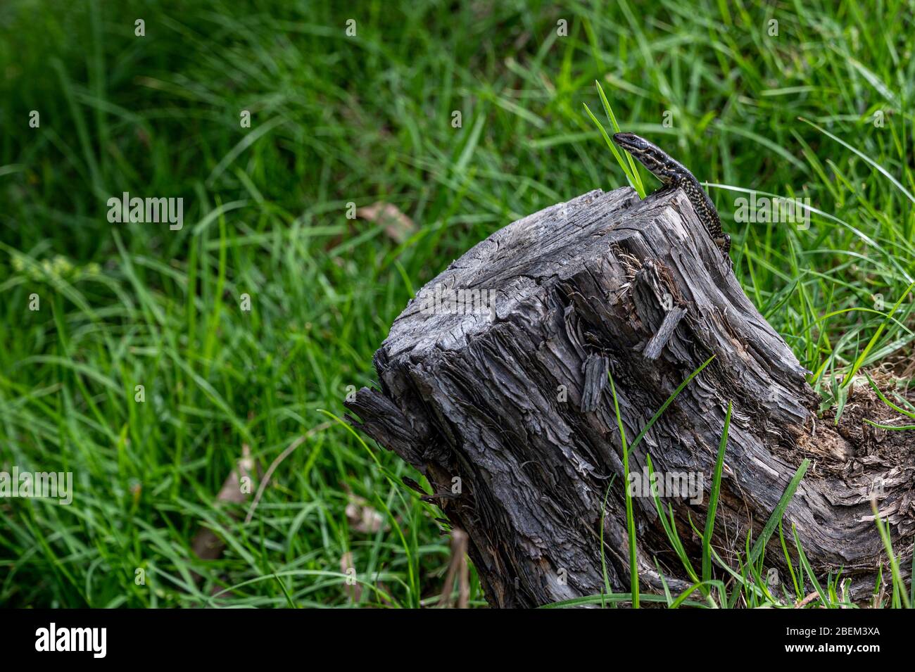 Gecko tail stump hi-res stock photography and images - Alamy