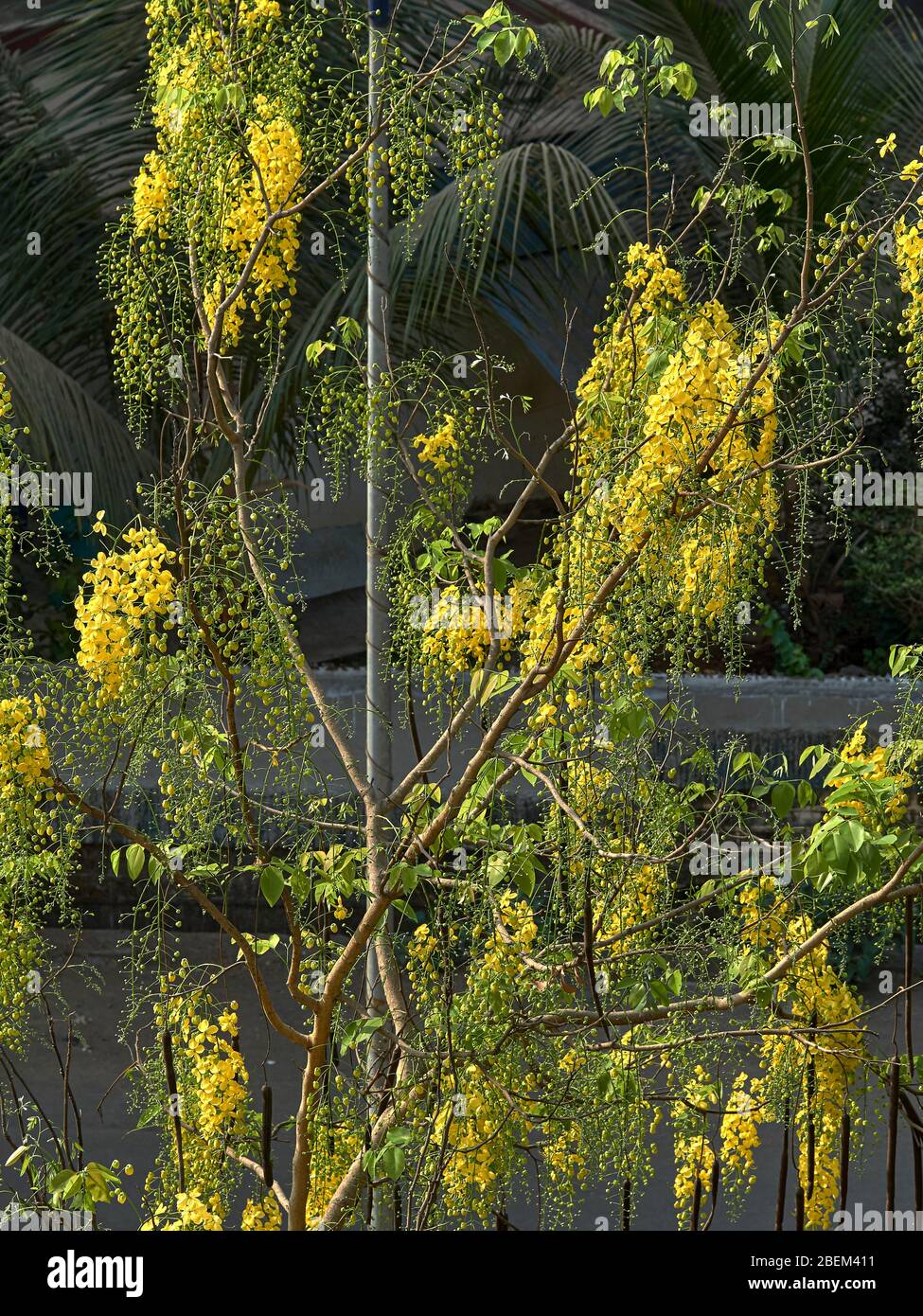 13 Apr 2020 Cassia fistula; golden rain tree; canafistula with Fruit From my Kitchen window as ...