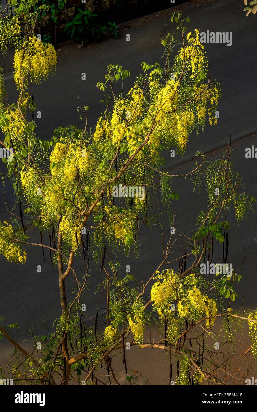 Golden tree cassia fistula fruit hi-res stock photography and images - Alamy