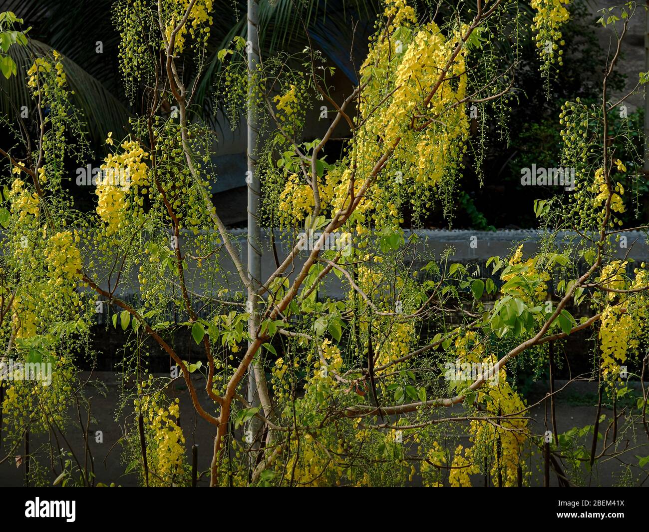 13 Apr 2020 Cassia fistula; golden rain tree; canafistula with Fruit From my Kitchen window as ...