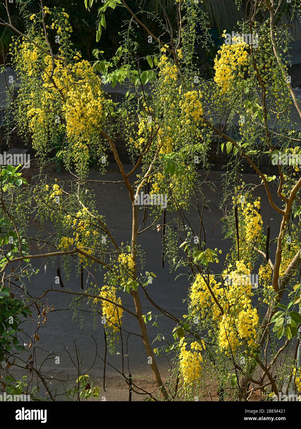 13 Apr 2020 Cassia fistula; golden rain tree; canafistula with Fruit From my Kitchen window as ...