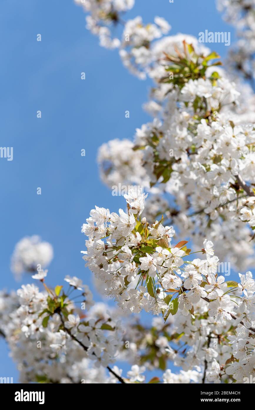 White blossom of a wild cherry tree Prunus avium flowering in April in ...