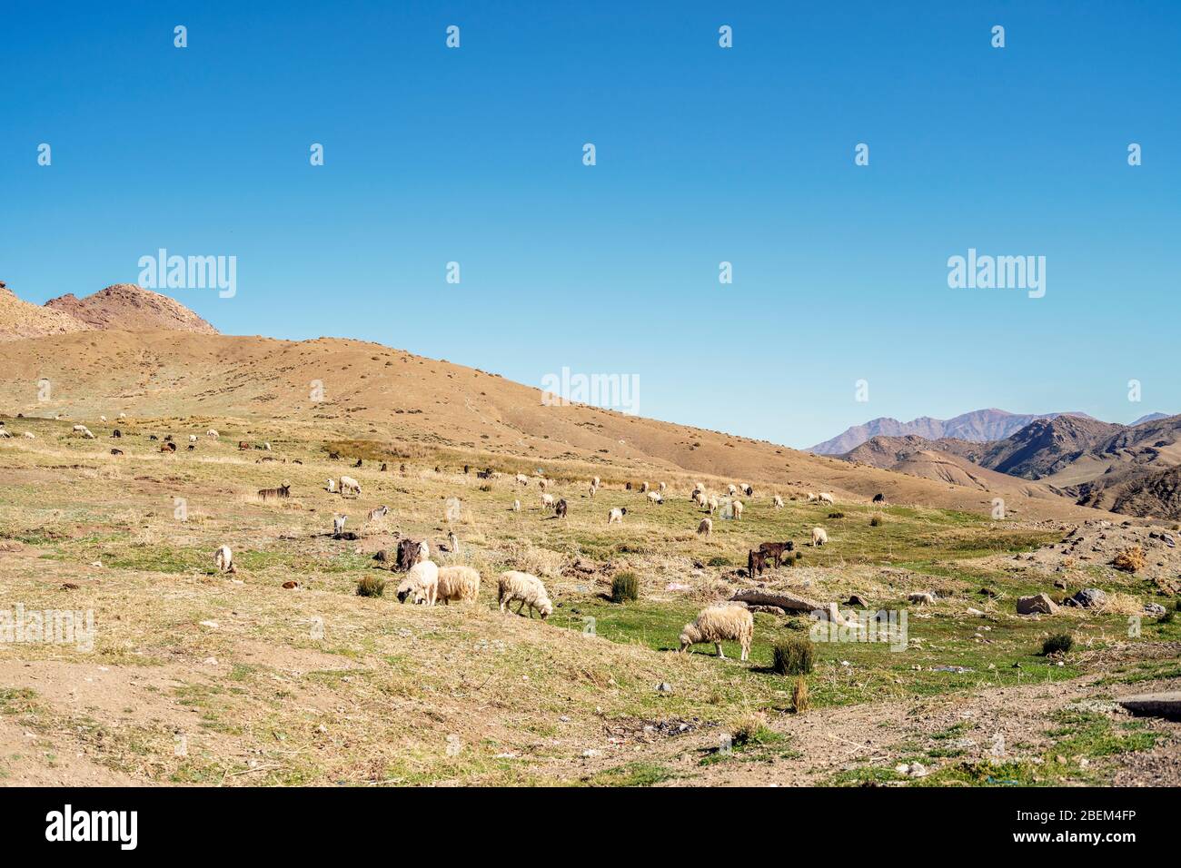 Sheep and goats flock grazing on the slopes of Atlas Mountains in ...