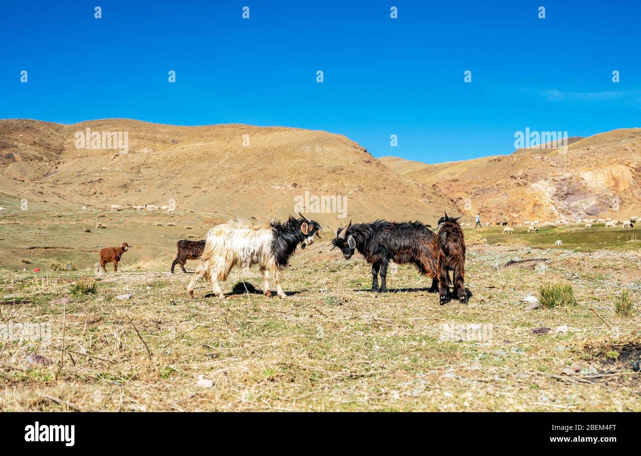 Two goats goat fight fighting hi-res stock photography and images - Alamy