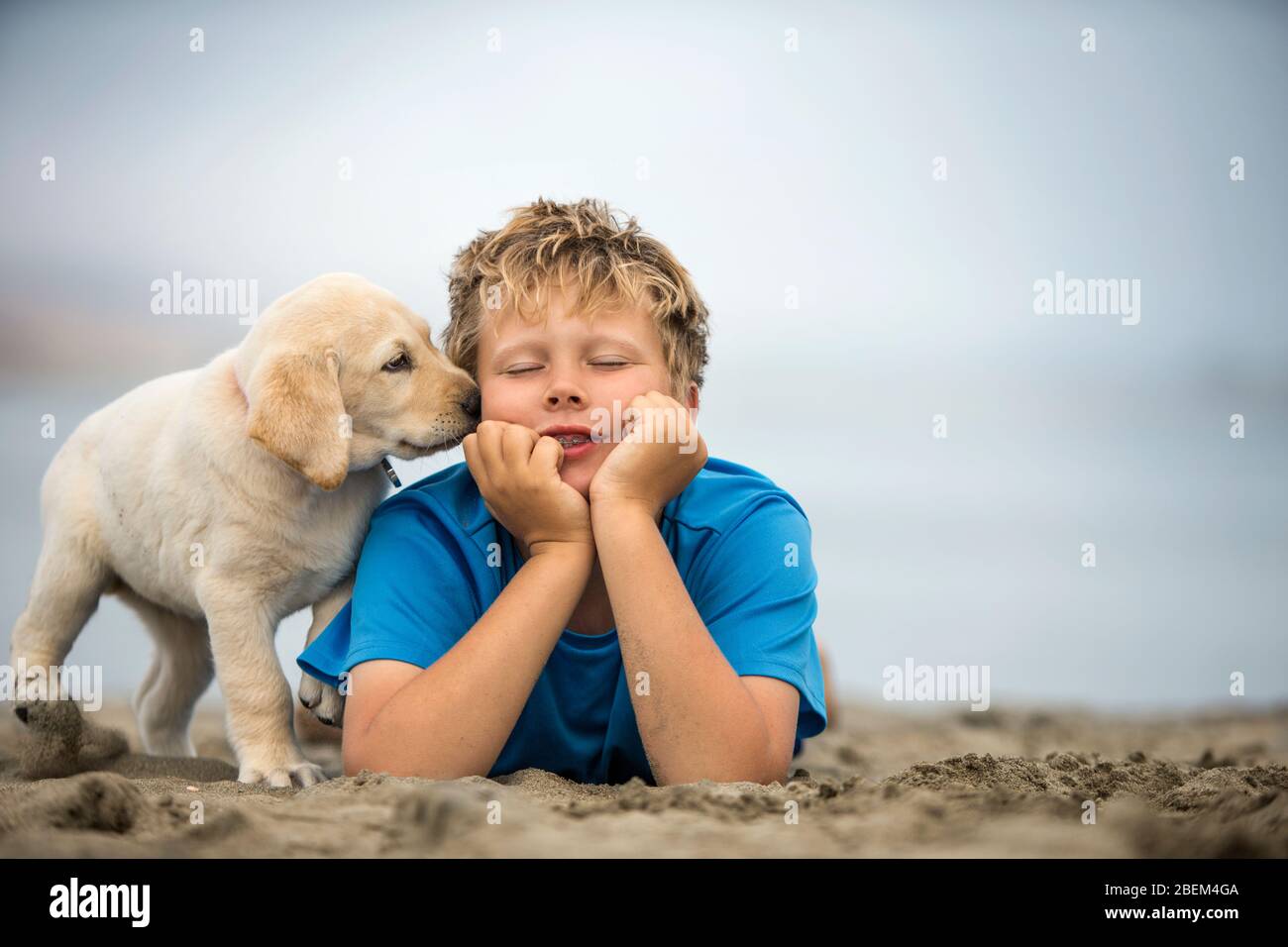 Golden lab eyes hi-res stock photography and images - Alamy