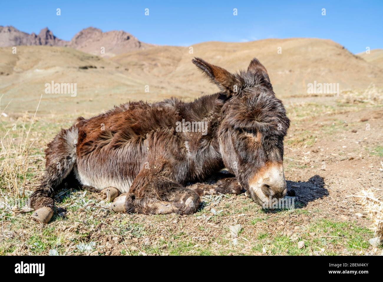 Morocco livestock hi-res stock photography and images - Alamy