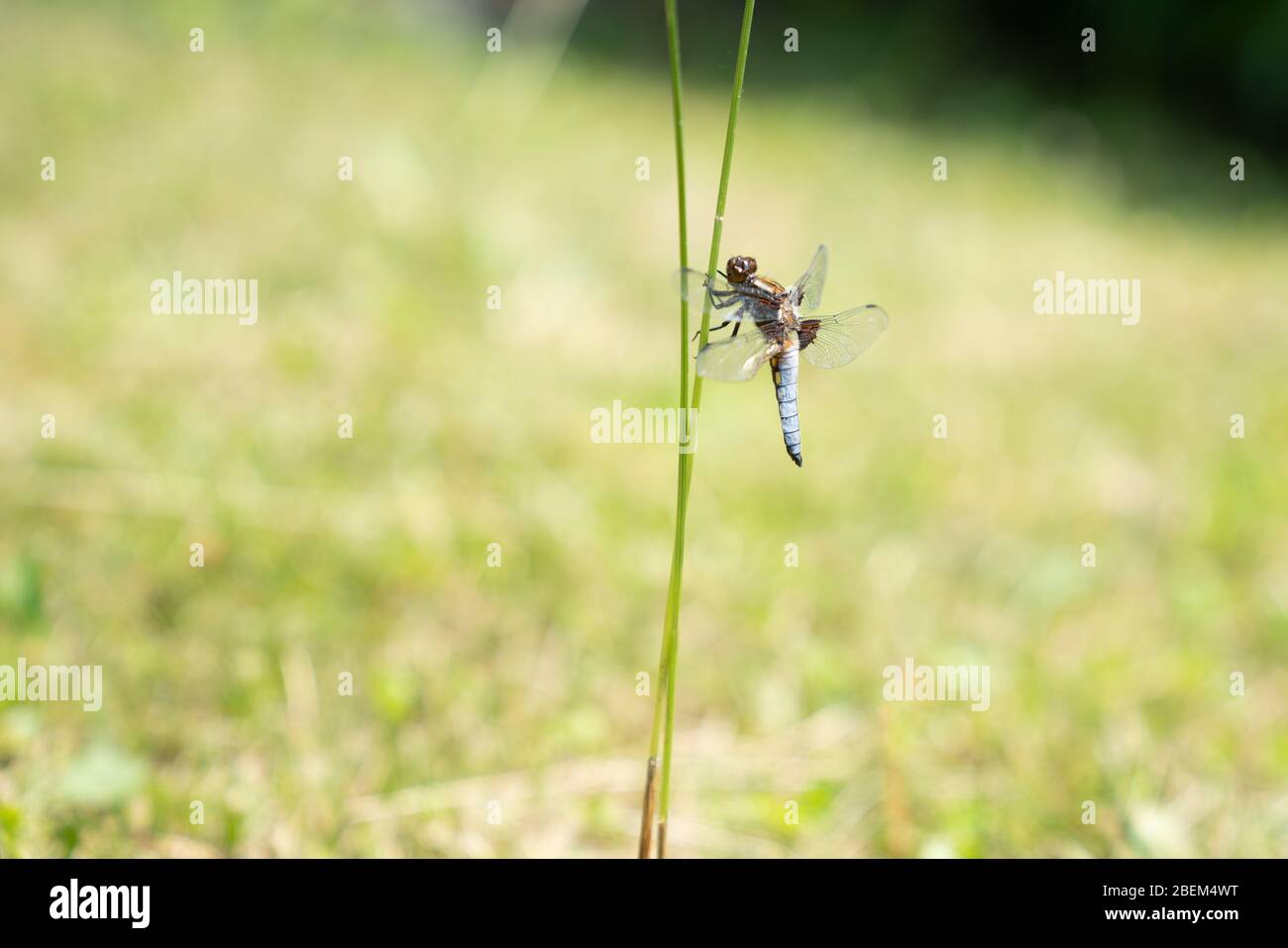Resting plant nature hi-res stock photography and images - Alamy
