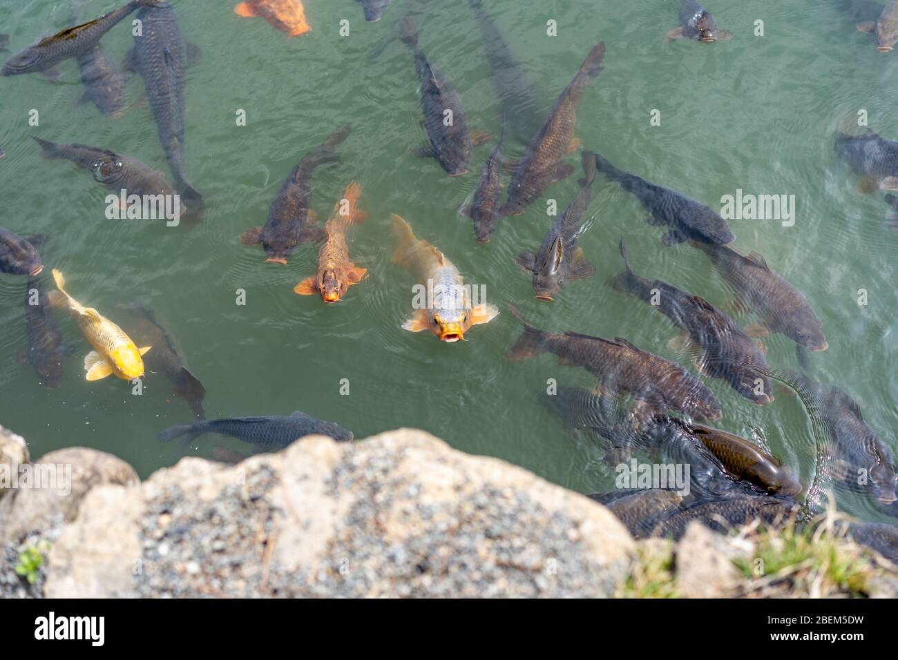 Koi at the Hida Folk Village (Hida no Sato) traditional Hida region ...