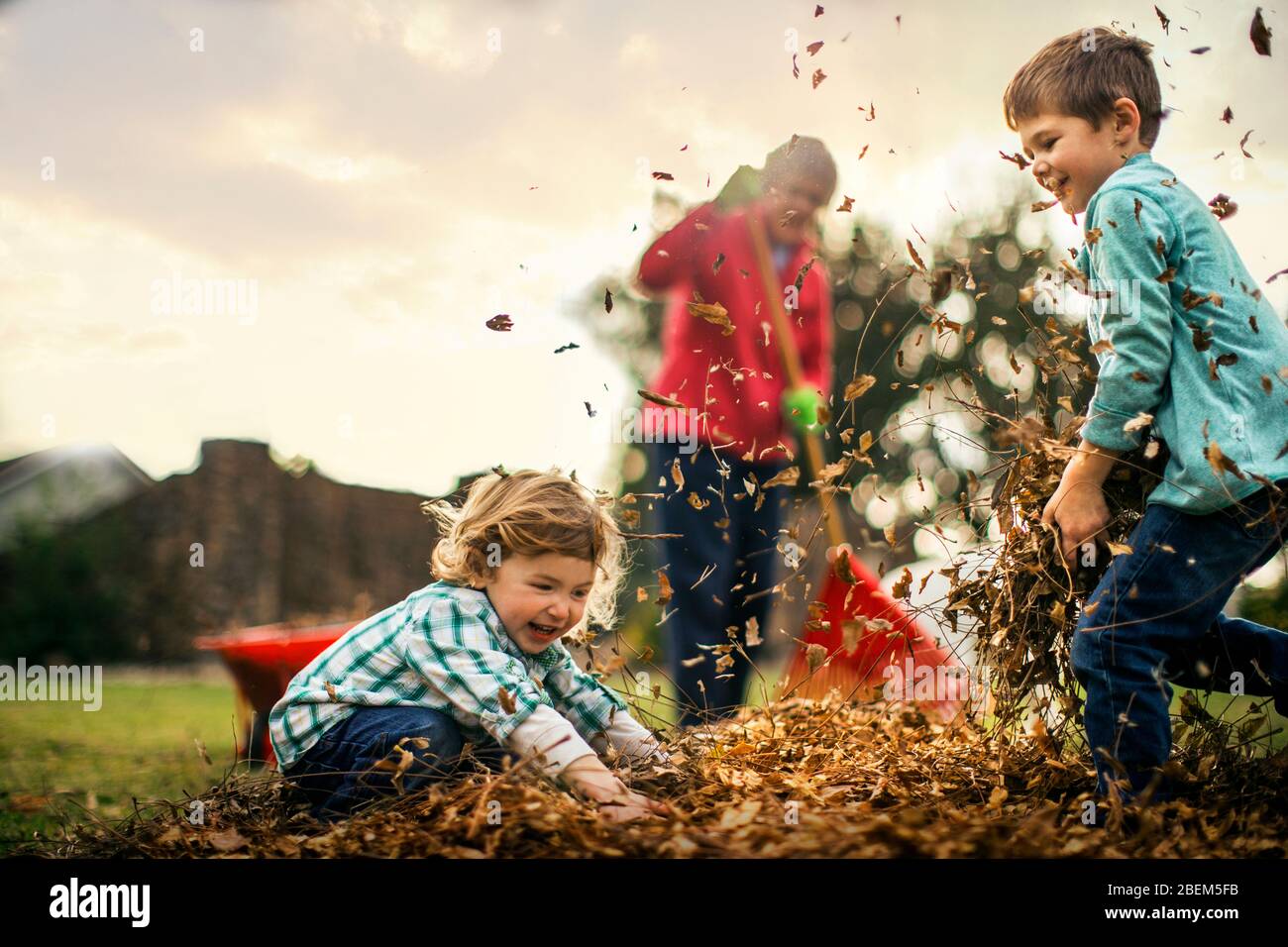 Two young boys playing in leaves as their grandmother rakes in the ...