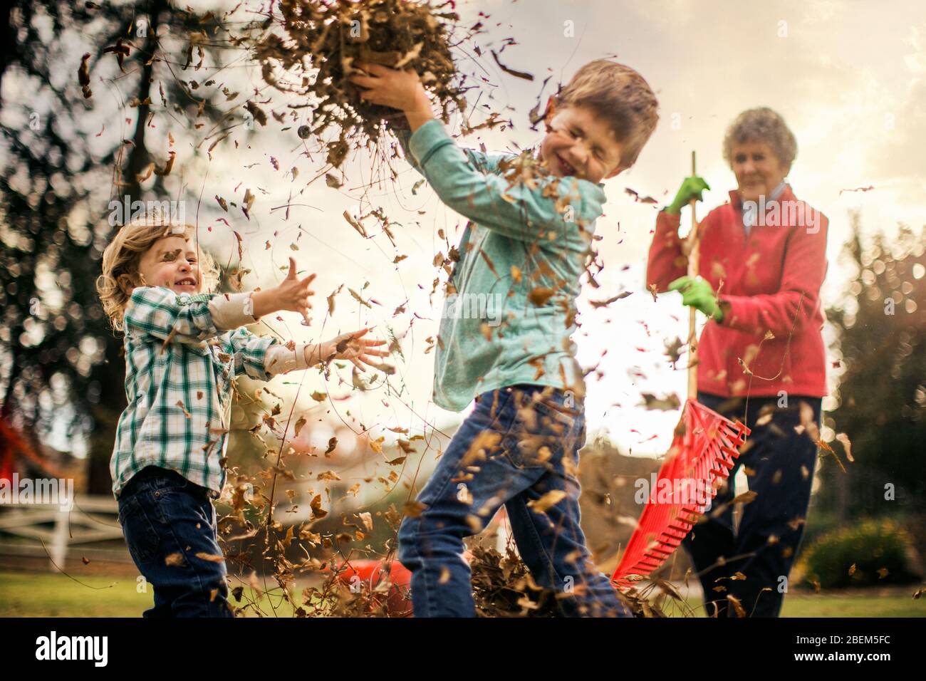 Two young boys playing in leaves as their grandmother rakes behind them ...