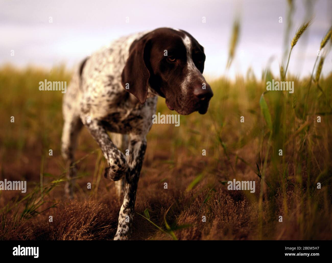 Front view of a dog roaming about a crop field Stock Photo - Alamy