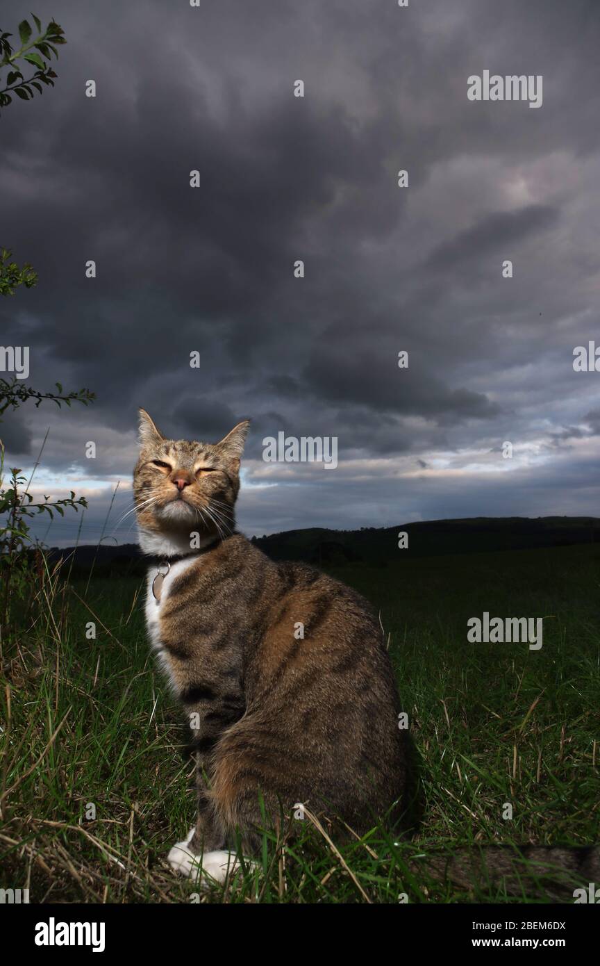 Stormy the cat hi-res stock photography and images - Alamy