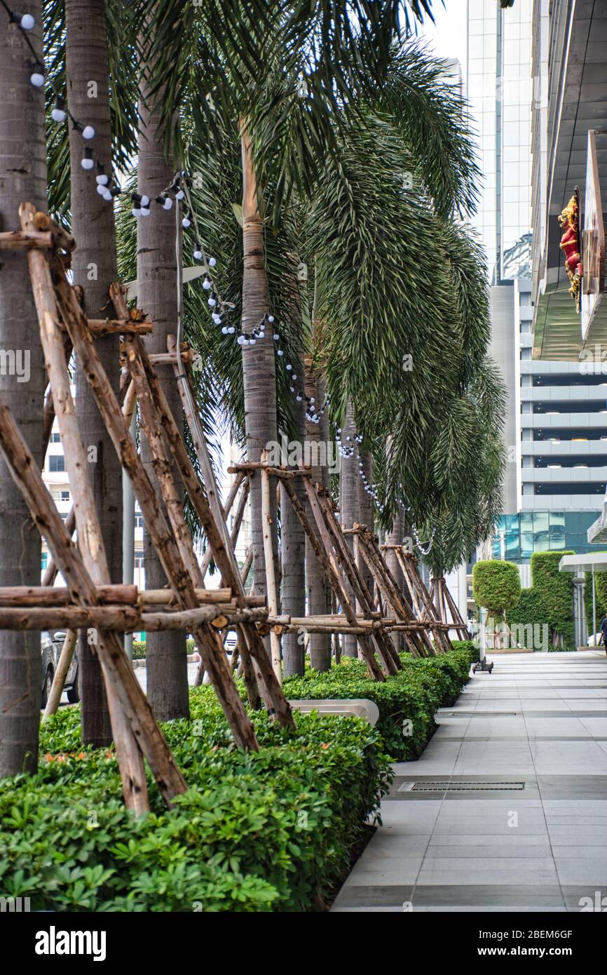 Manicured trees hi-res stock photography and images - Alamy