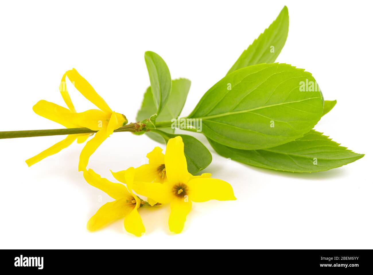 Easter tree (Forsythia) isolated on white background Stock Photo - Alamy