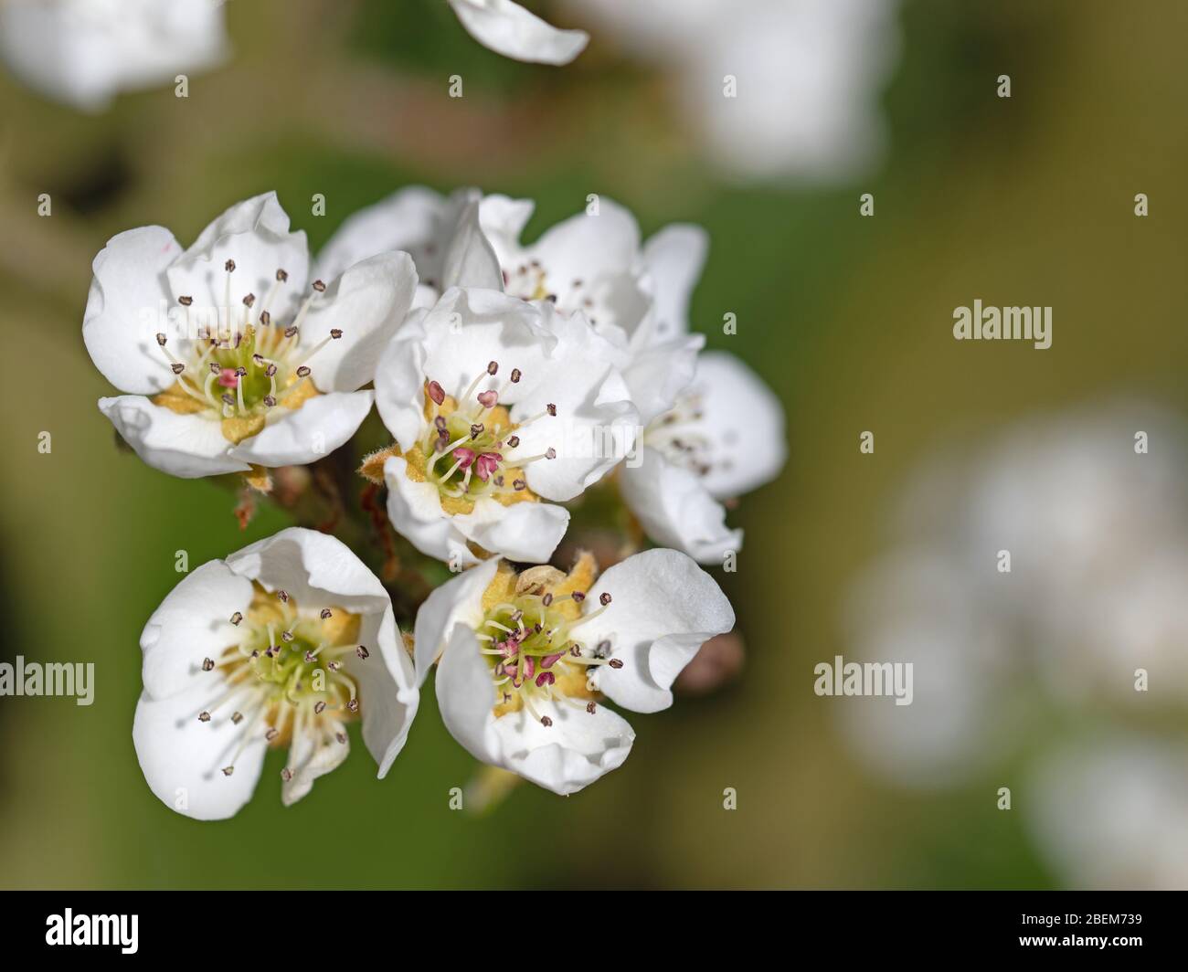 Flowering Nashi pear, Pyrus pyrifolia, in spring Stock Photo - Alamy