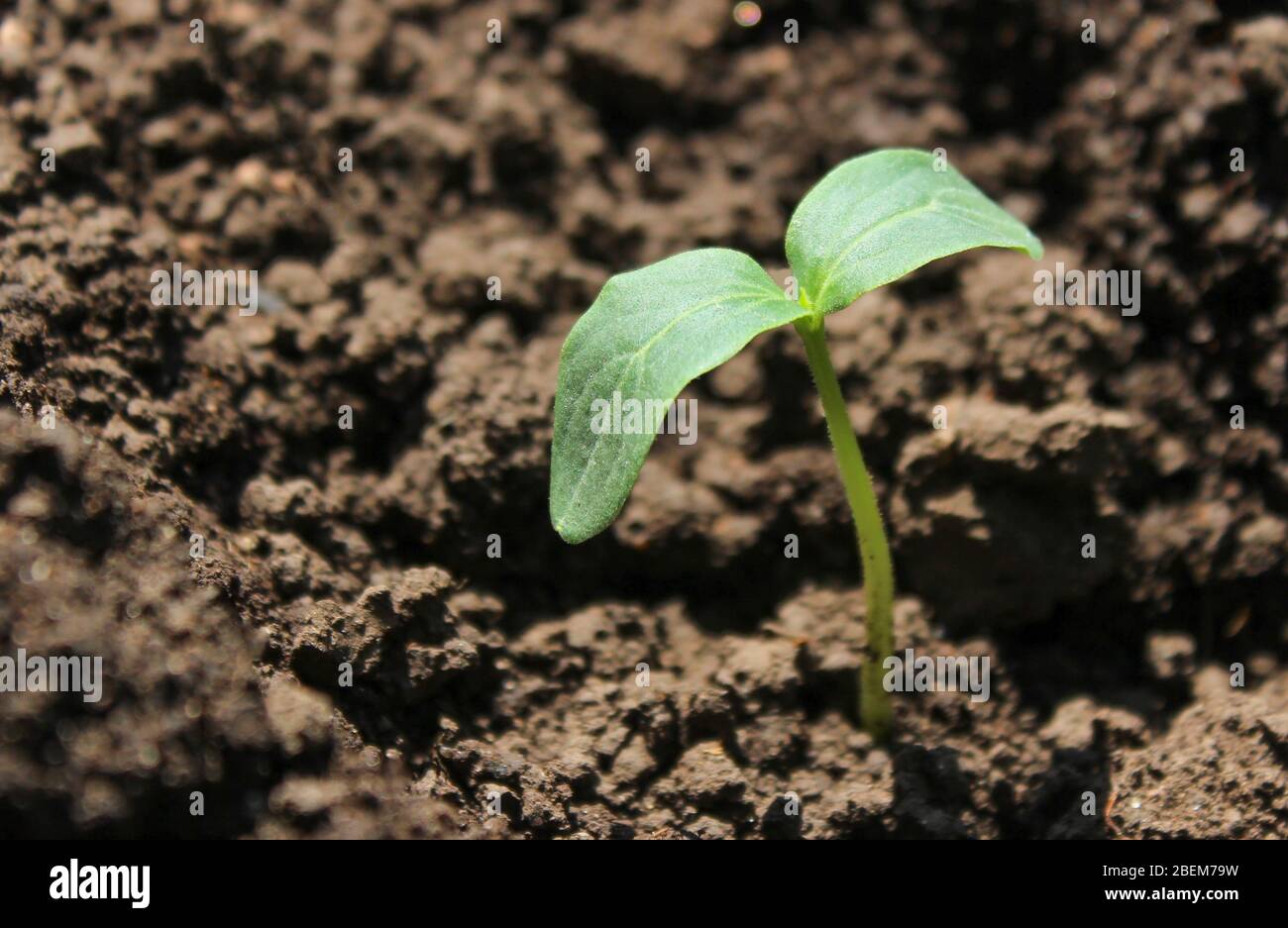 Sprout cucumber close-up grows in open ground Stock Photo - Alamy