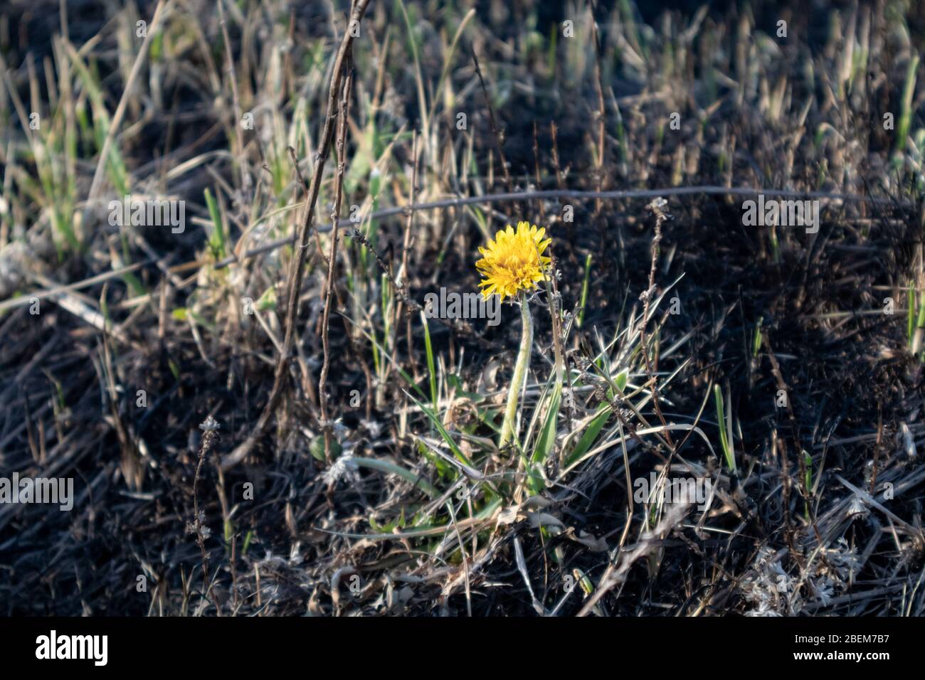 One lonely yellow dandelion flower on burned down black field after ...