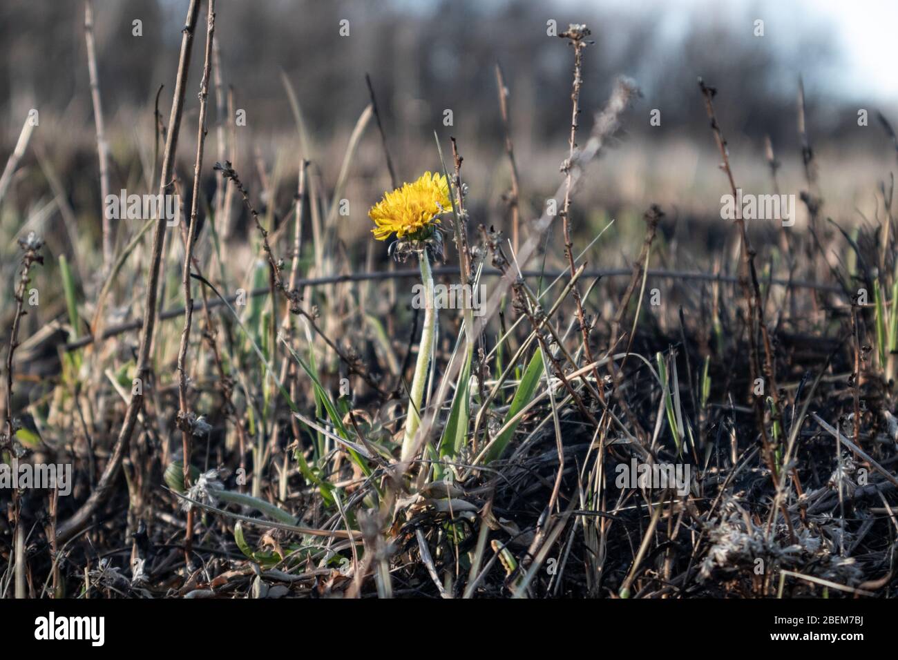 Burned field hi-res stock photography and images - Alamy