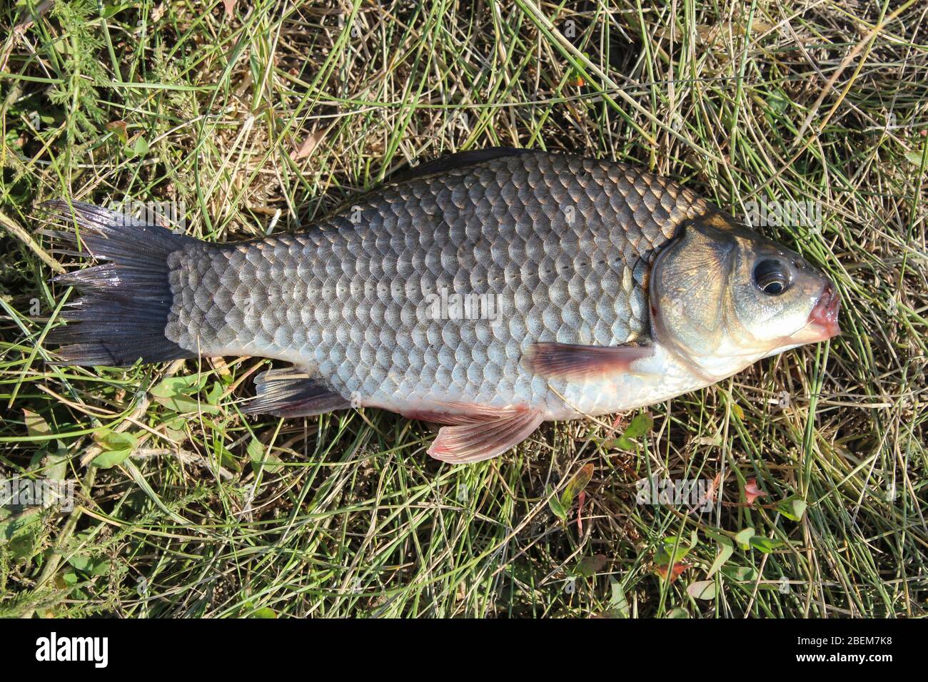 Bass fishing a small lake hi-res stock photography and images - Alamy