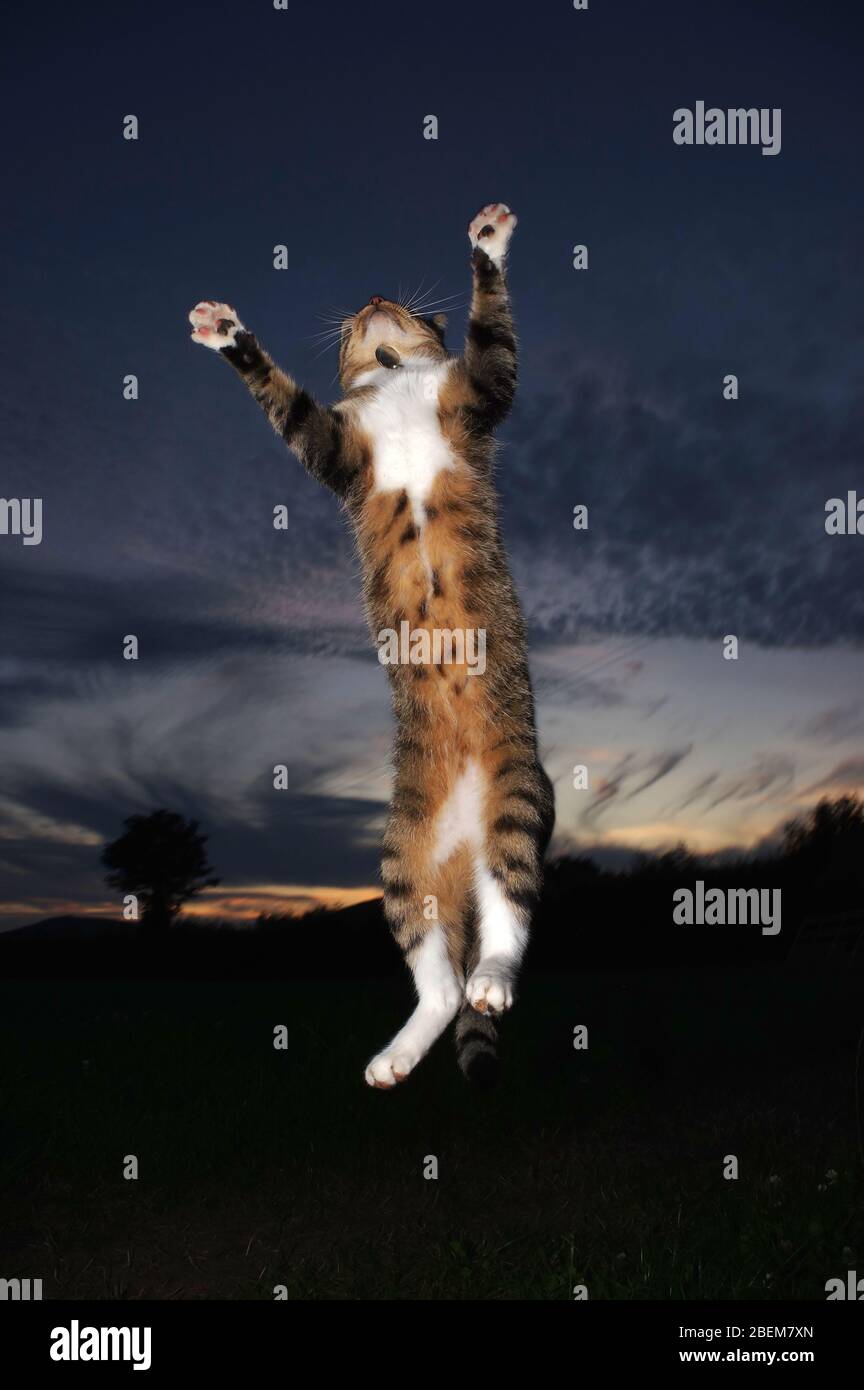 Tabby cat playing at sunset Stock Photo - Alamy