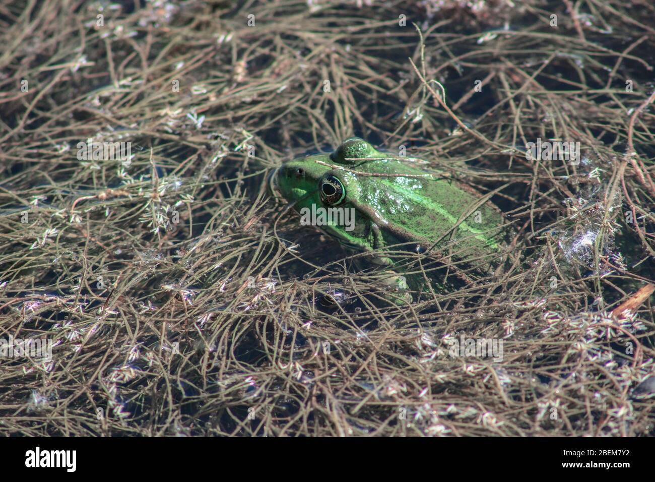 Frog close up sits in the bog Stock Photo - Alamy