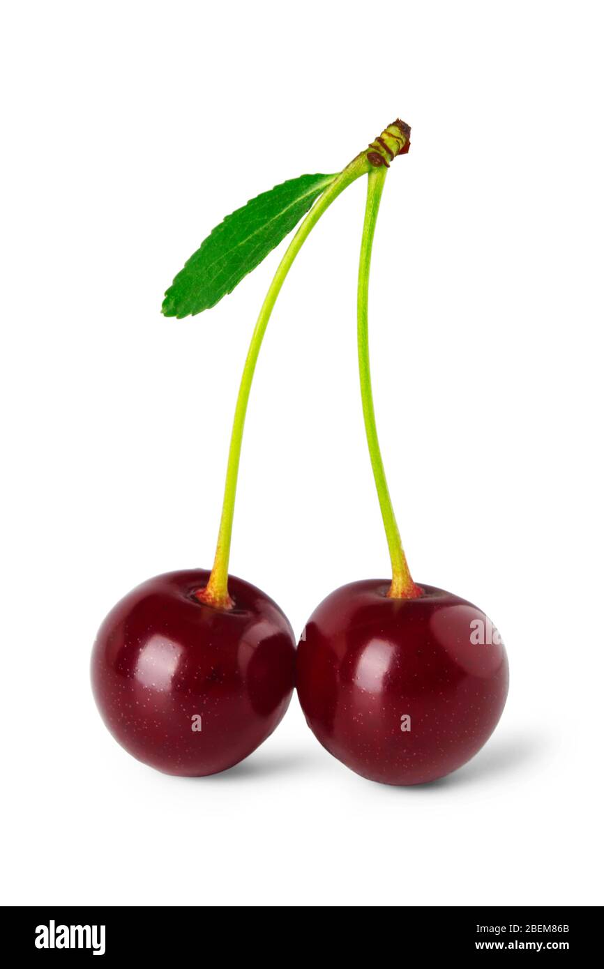 Pair of ripe cherry berries close up isolated on white Stock Photo - Alamy