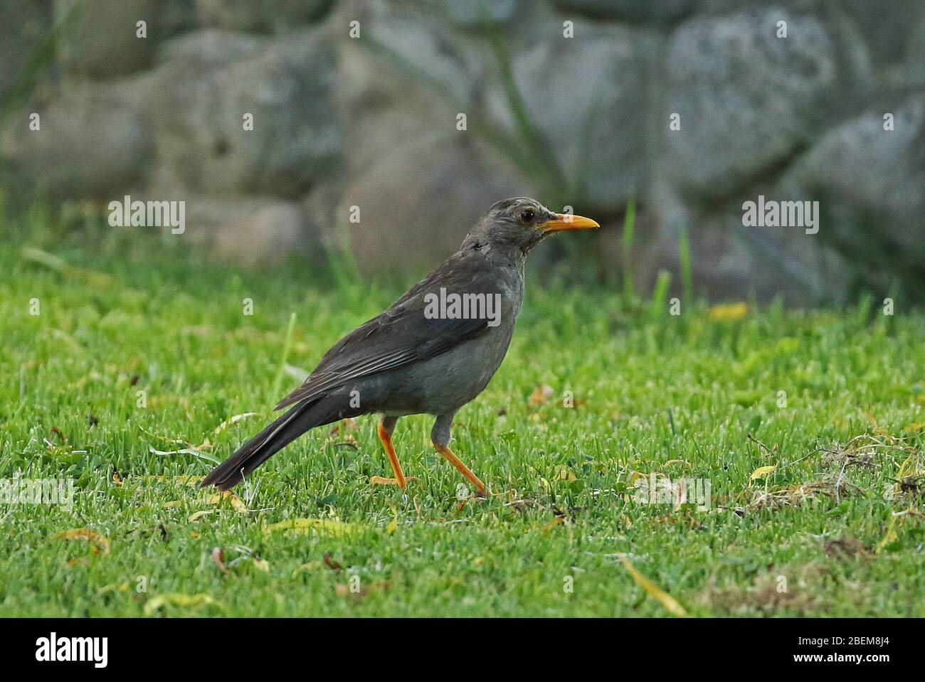 Great Thrush (Turdus fuscater gigantodes) adult standing on lawn in ...