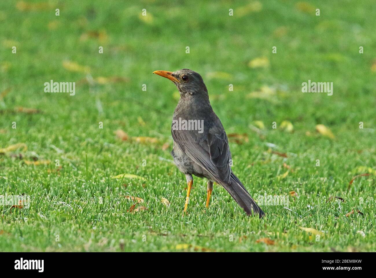 Turdus fuscater hi-res stock photography and images - Alamy