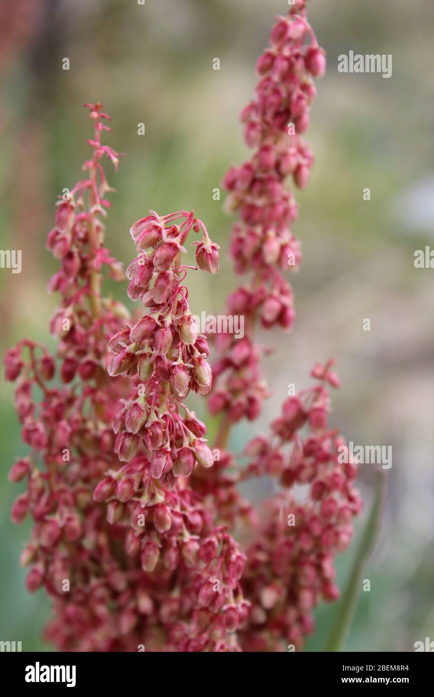 The margins of Pioneertown remain habitat to Southern Mojave Desert ...