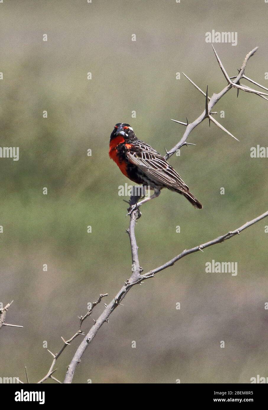 Peruvian meadowlark leistes bellicosus hi-res stock photography and ...