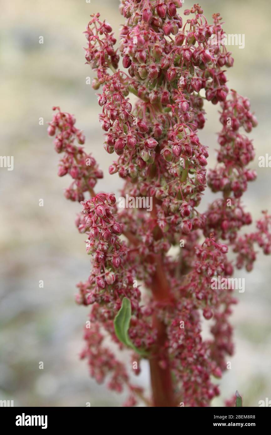 The margins of Pioneertown remain habitat to Southern Mojave Desert ...