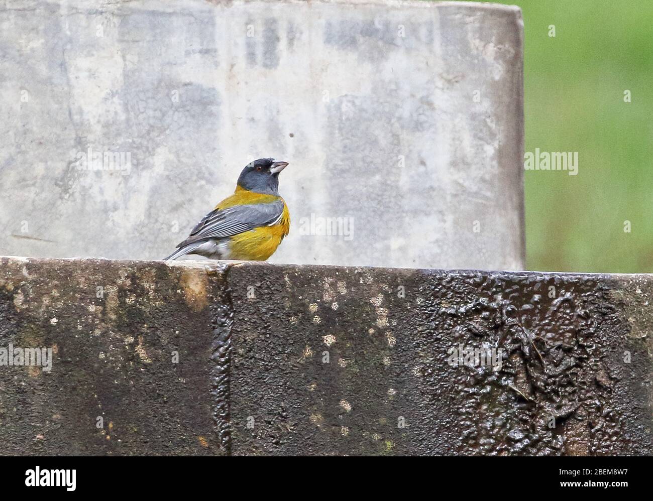 Peruvian Sierra-finch (Phrygilus punensis chloronotus) adult male ...