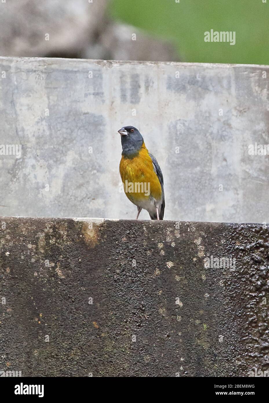 Peruvian Sierra-finch (Phrygilus punensis chloronotus) adult male ...