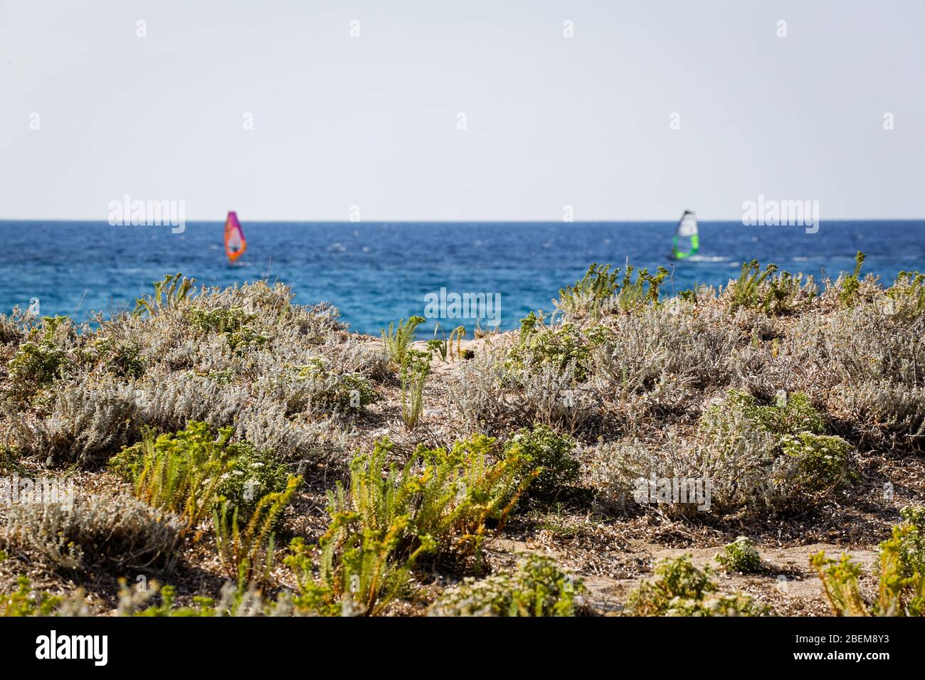 Beach plants with a horizon in the background Stock Photo - Alamy
